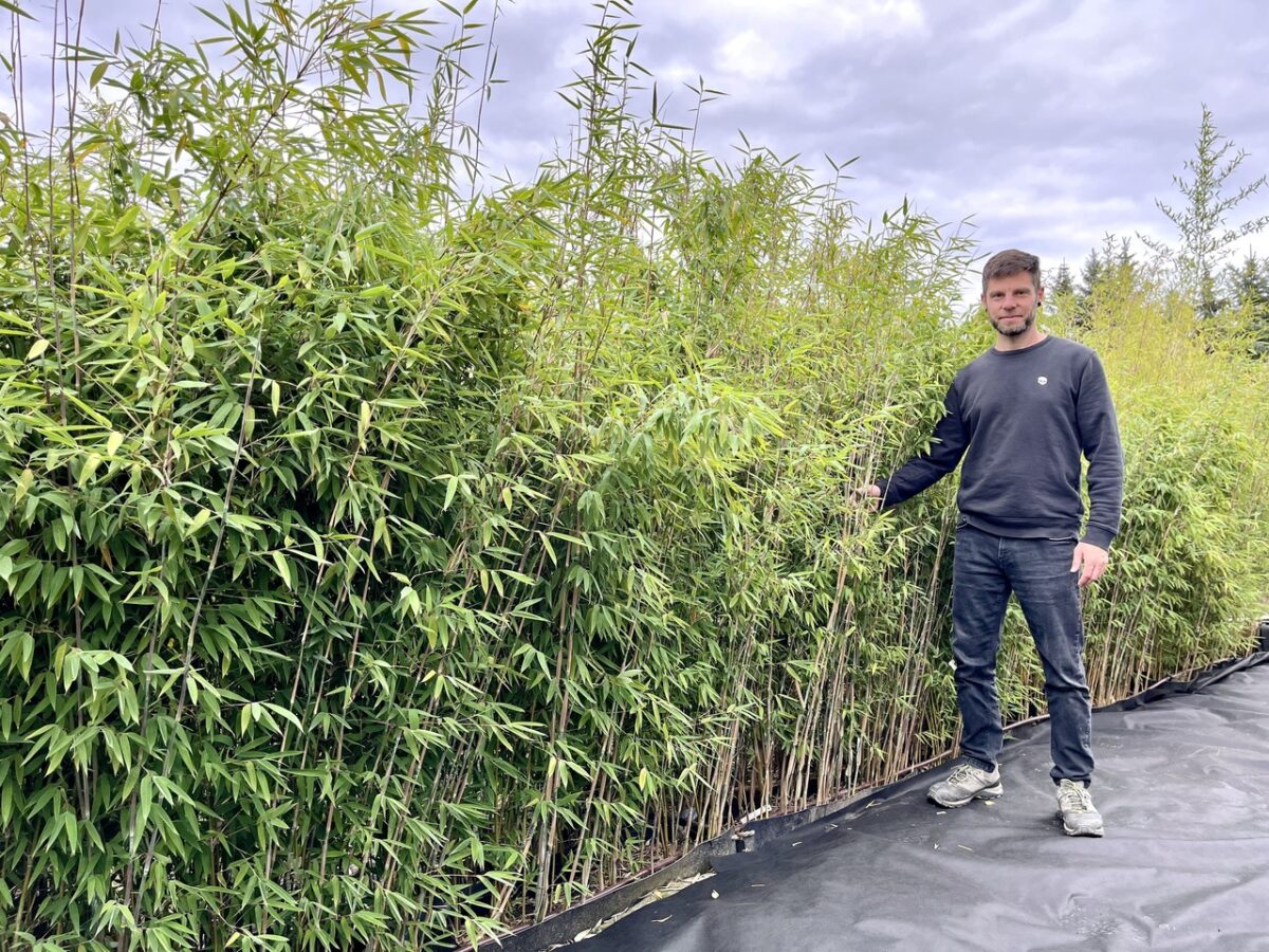 (Živý) plot mezi sousedy – zákony, povolení, zvyklosti | Bambusář.cz